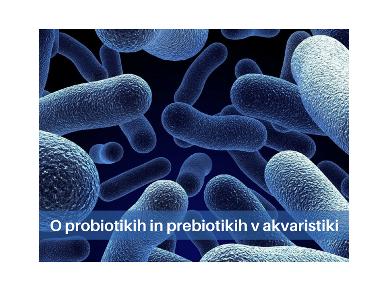 O probiotikih